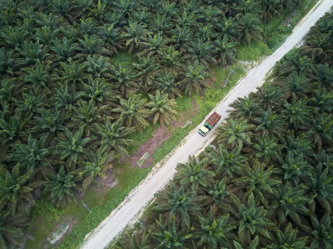 Muncul Badan Pengelola Dana Perkebunan, Bagaimana BPDPKS? | FORTUNE Indonesia