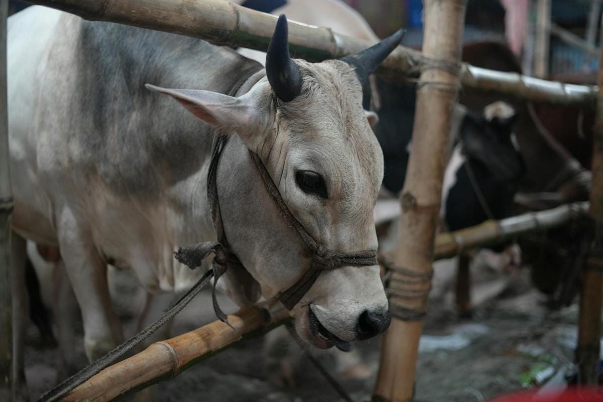 Kenapa Harga Sapi Limousin Mahal hingga Ratusan Juta? | FORTUNE Indonesia