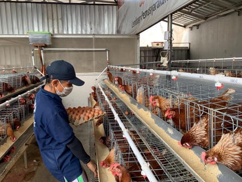 Mentan Amran Usul Sektor Budidaya Ayam Masuk Negative List | FORTUNE ...